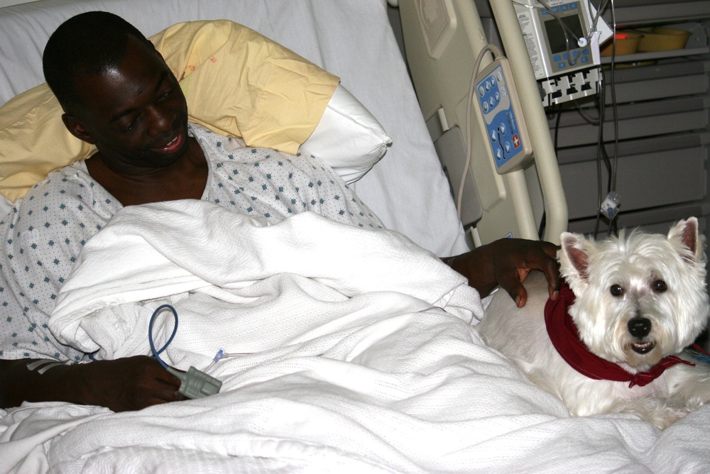 DVIDS - News - Little White Dog Brightens Day for Troops in Kuwait