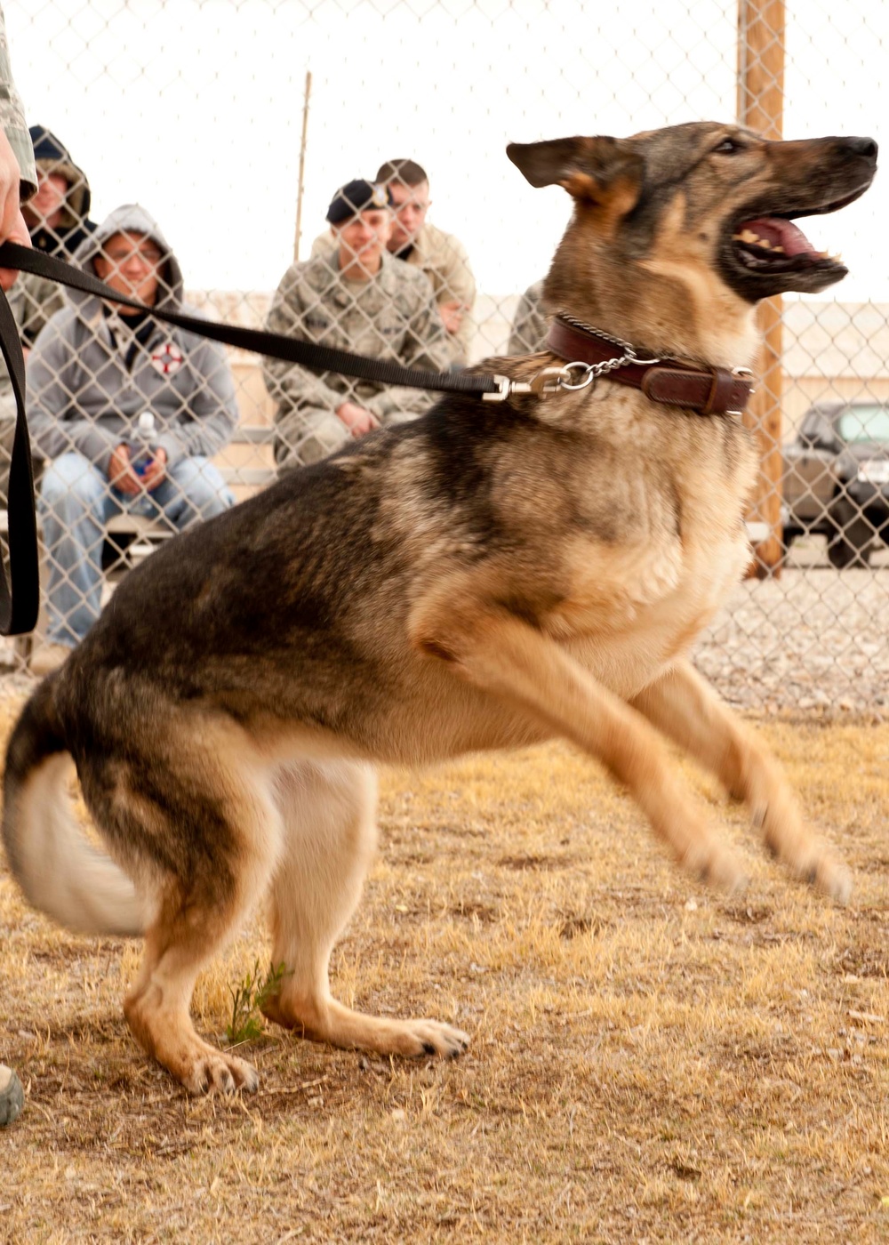 DVIDS - Images - 49th Security Forces Squadron K-9 training [Image 2 of 9]