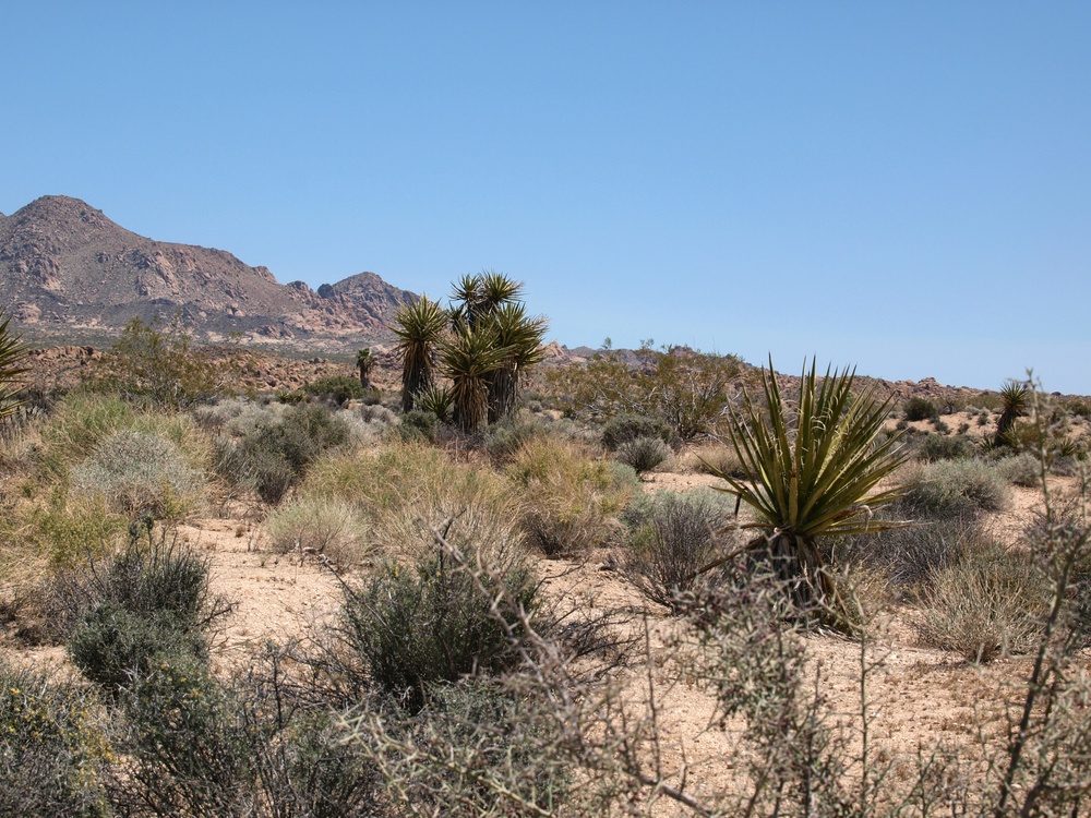 DVIDS - News - Patton's desert training area everyone's playground now
