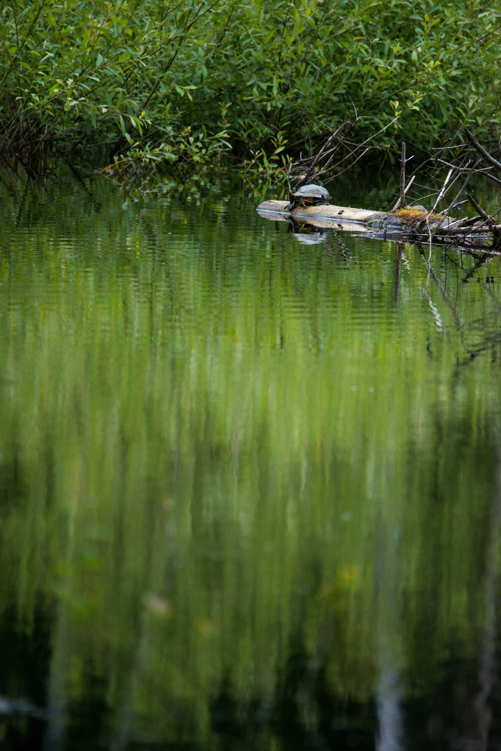 DVIDS - Images - Wildlife and military training lands [Image 1 of 6]