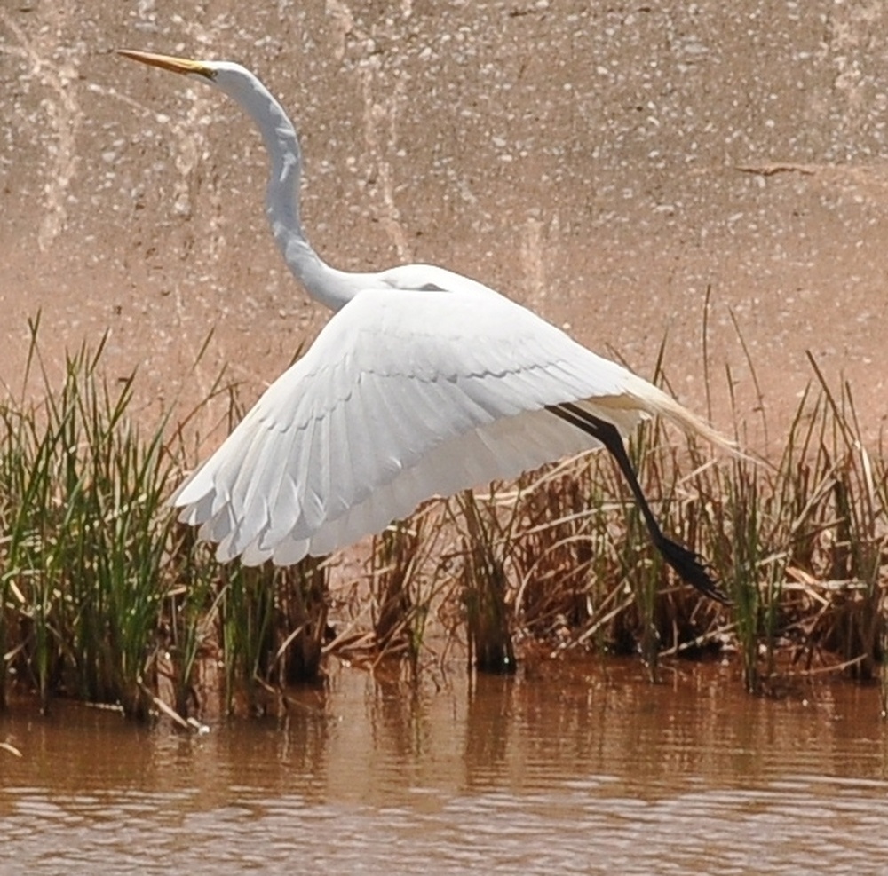 DVIDS - News - Bird migrations nearing: Central Flyway will soon be ...