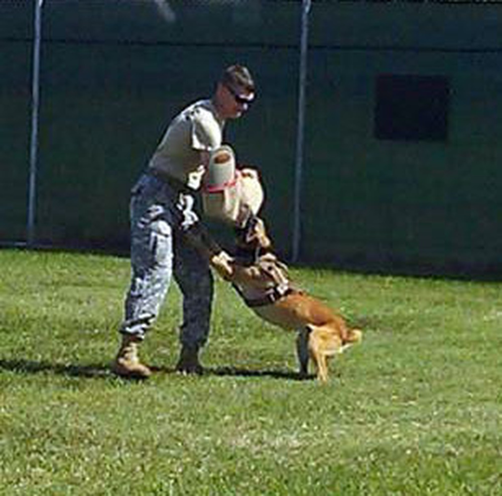 DVIDS - News - Joint Task Force-Bravo's Joint Security Forces K-9 unit ...