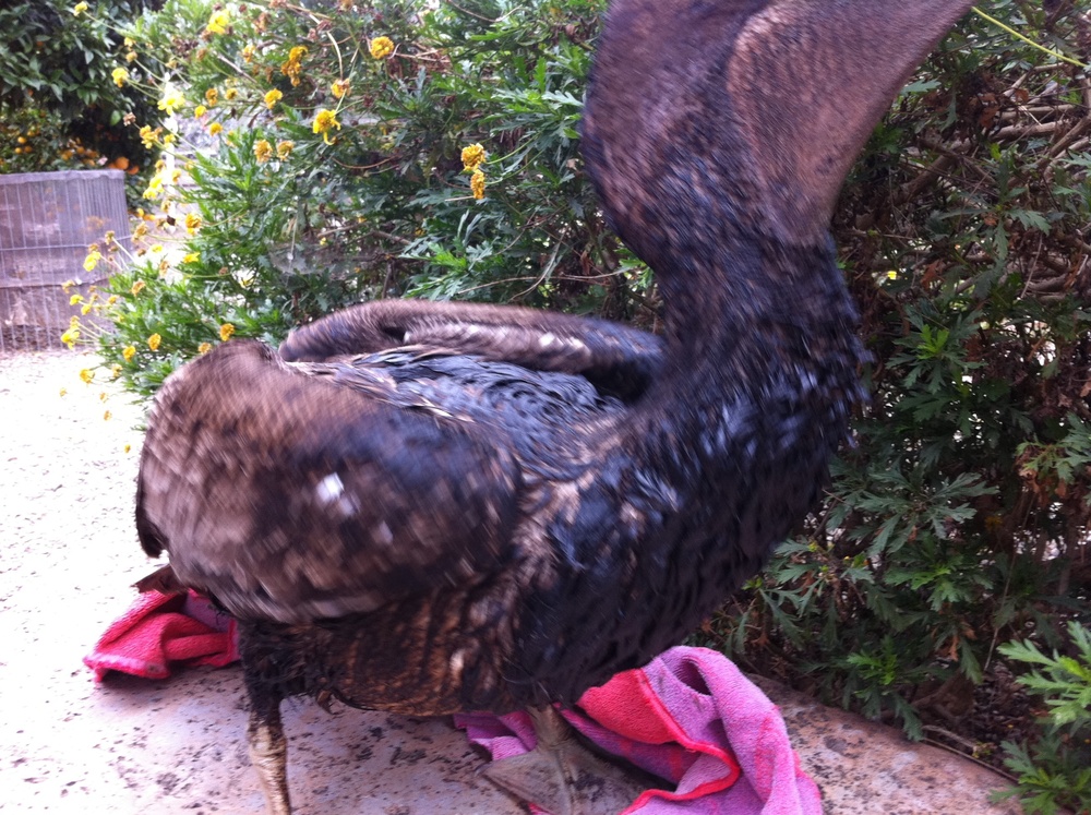 DVIDS - Images - Oiled Pelican near Santa Barbara