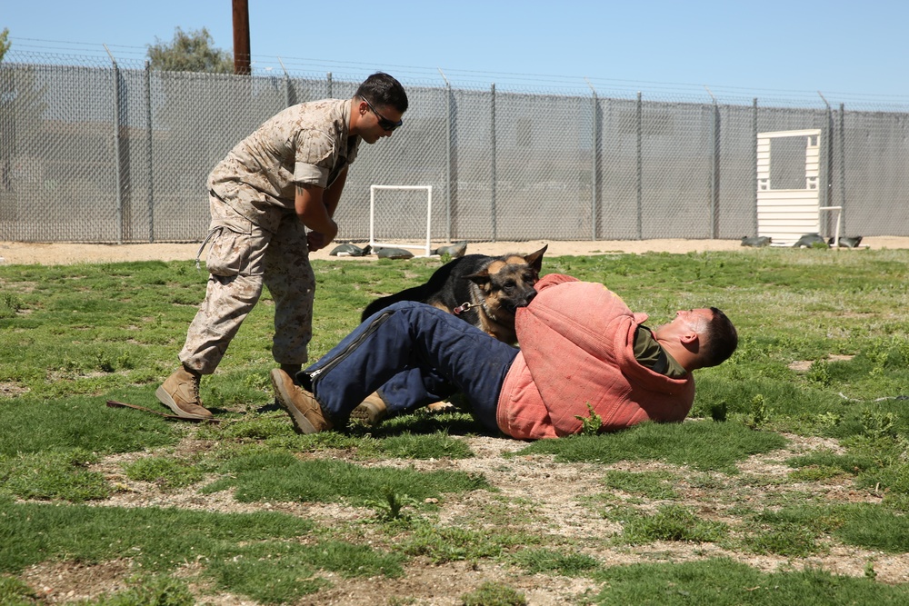 DVIDS - News - ‘Paws for Reading’ brings Combat Center families to K-9 ...