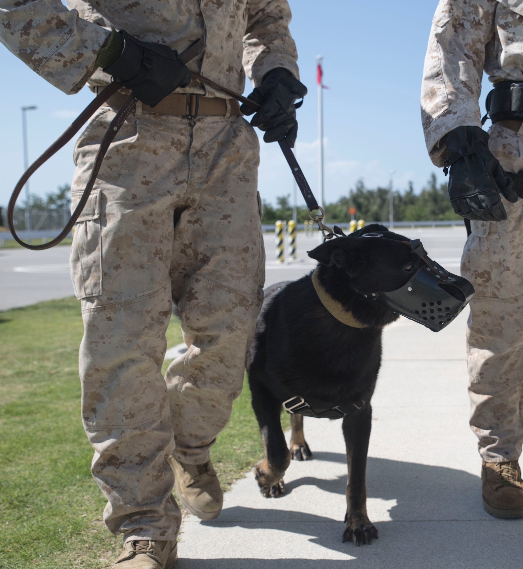Do Military Dogs Live With Their Handlers