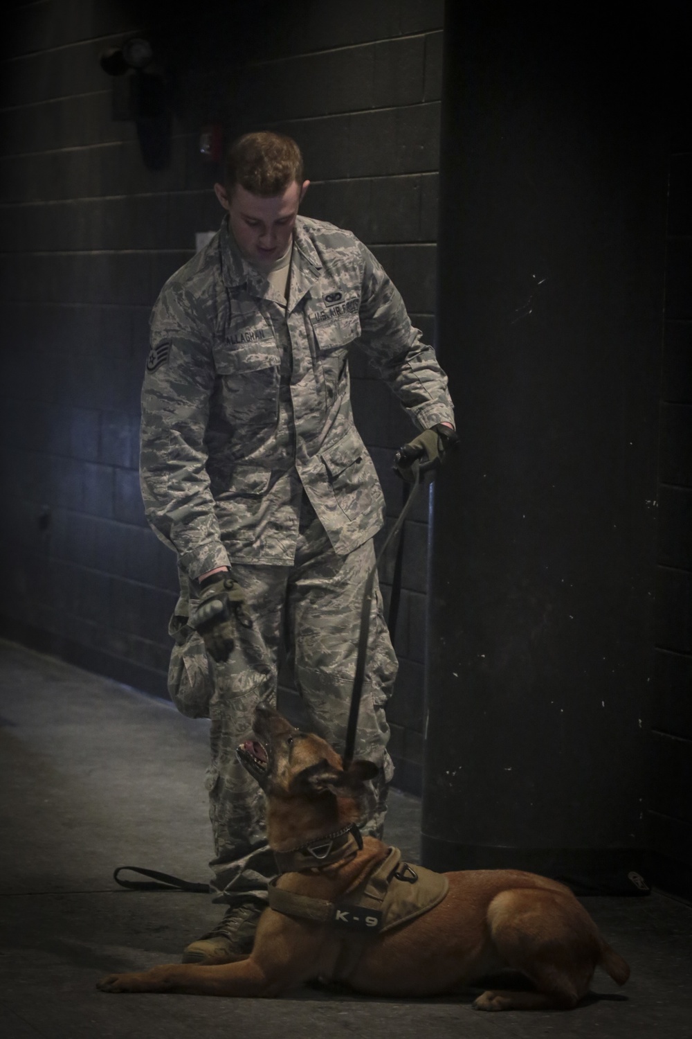 DVIDS - Images - K-9s train at Battle Lab [Image 2 of 12]