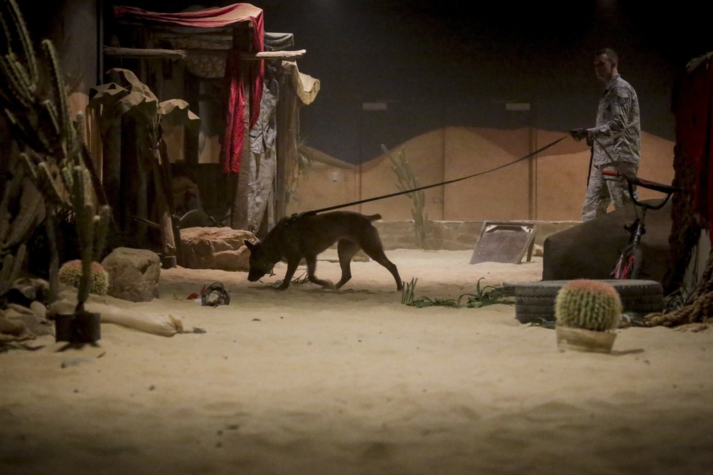 DVIDS - Images - K-9s train at Battle Lab [Image 4 of 12]