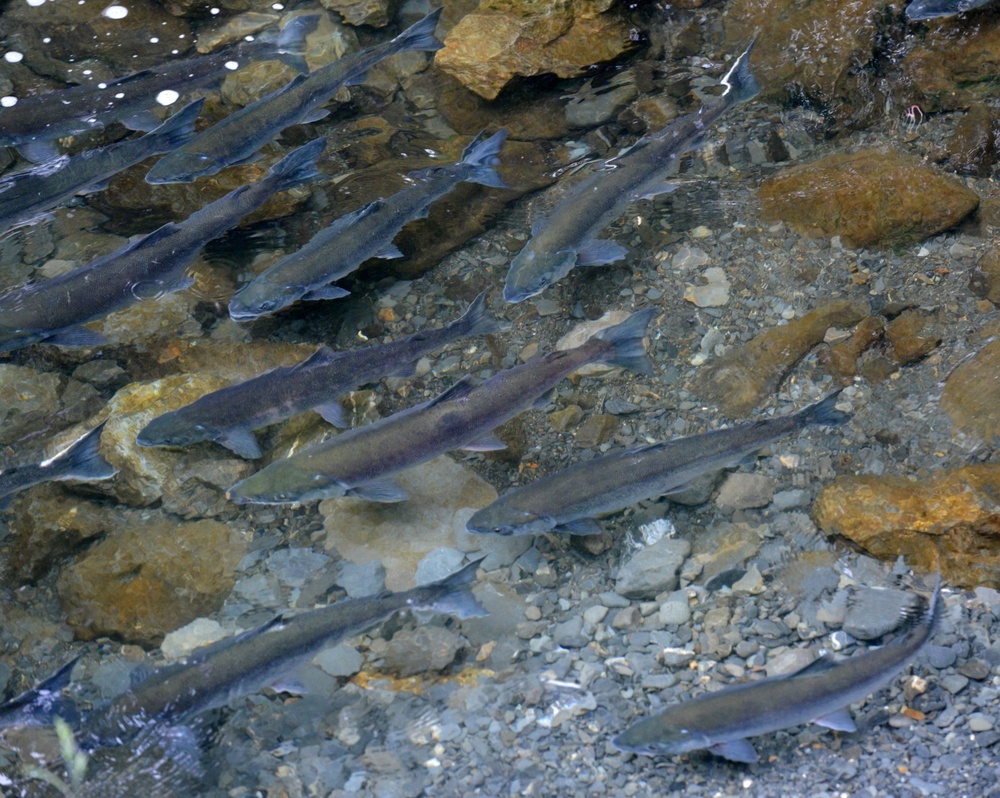 DVIDS - News - Alaskan military resort booms on Independence Day