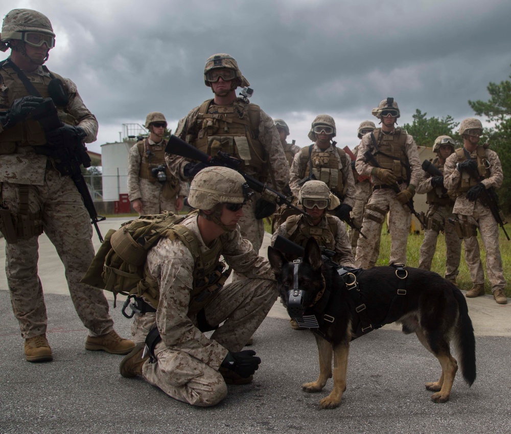DVIDS - Images - Barks from above: Marines, working dogs fast rope out ...