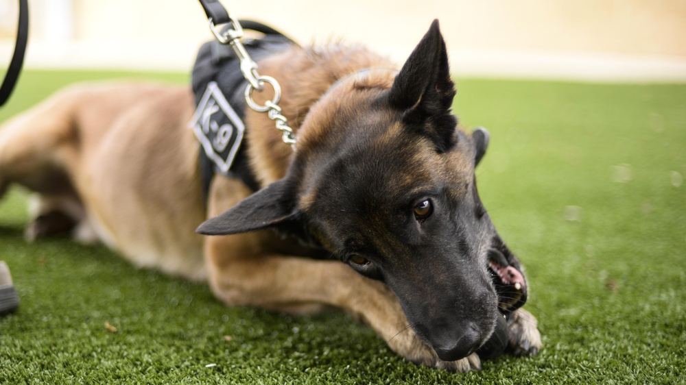 DVIDS - News - Day in the life–military working dog