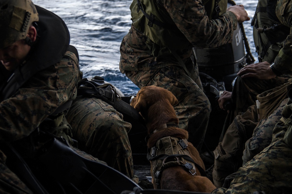 DVIDS - Images - 31st MEU, with military working dog, departs USS Green ...