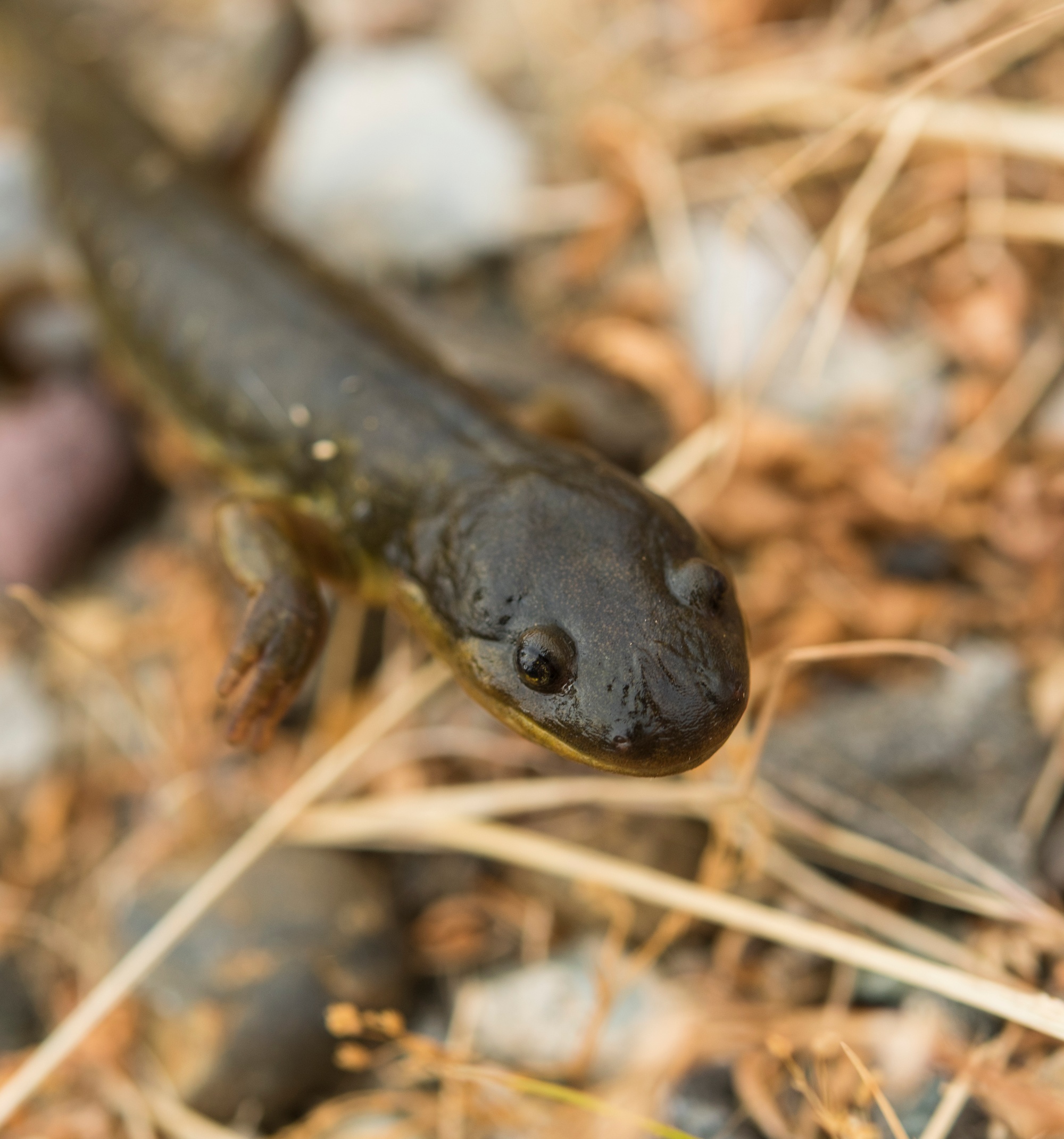 Crested Salamander