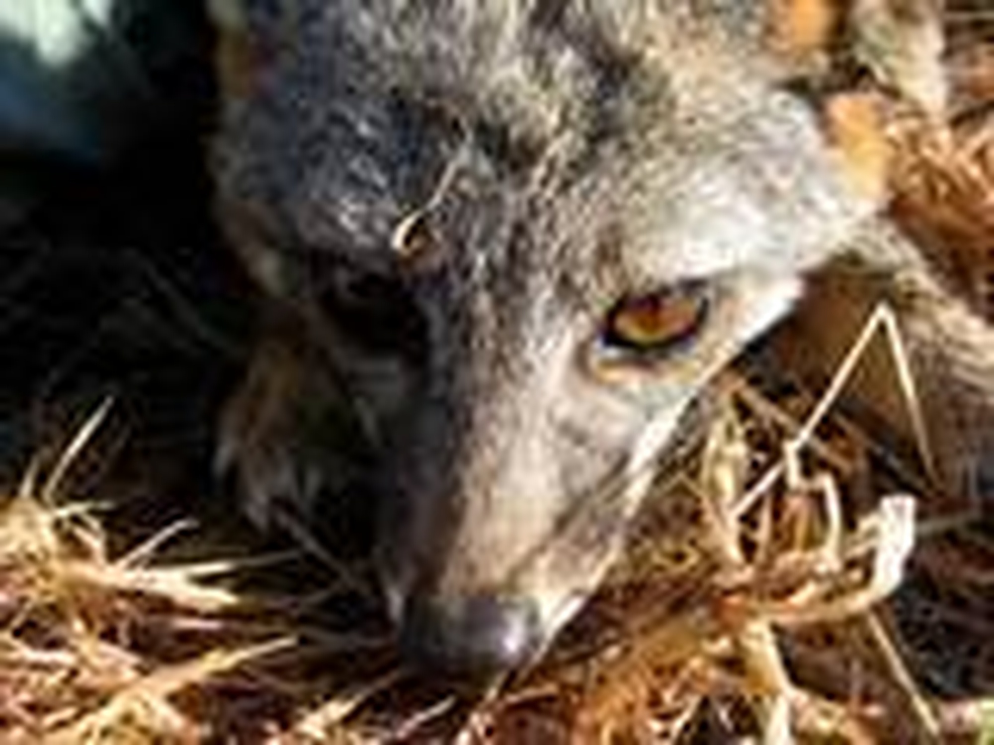 San Nicolas Island Animals