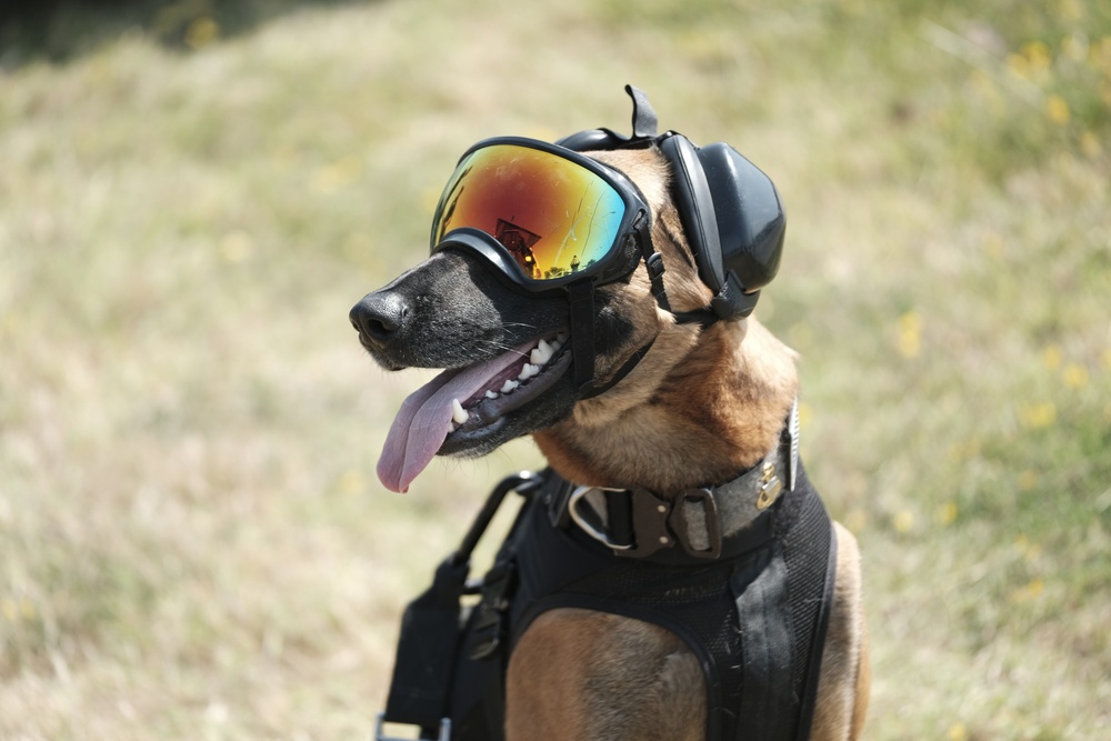 DVIDS - Images - Coast Guard K-9 participates in helo ops training