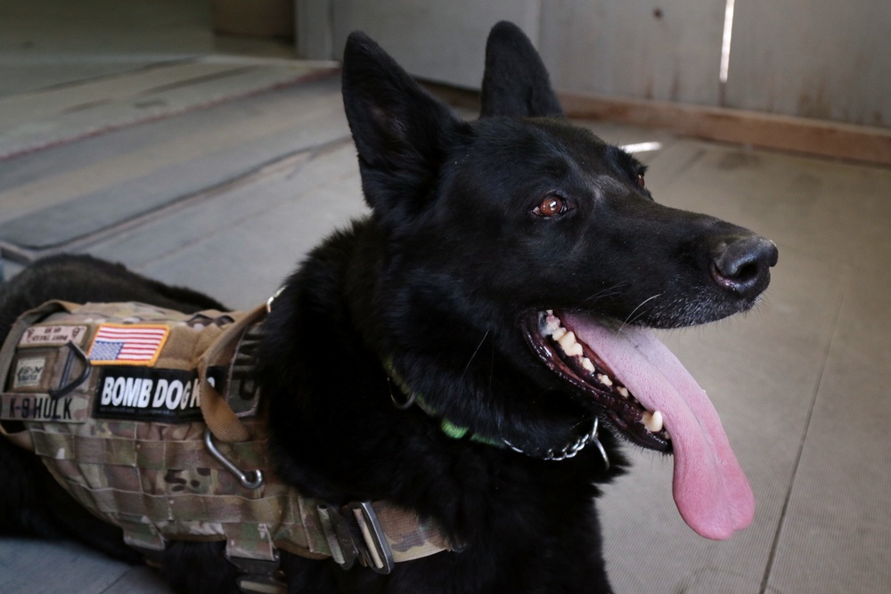 DVIDS Images Dog Days Are Over Bomb sniffing Dog Prepares For