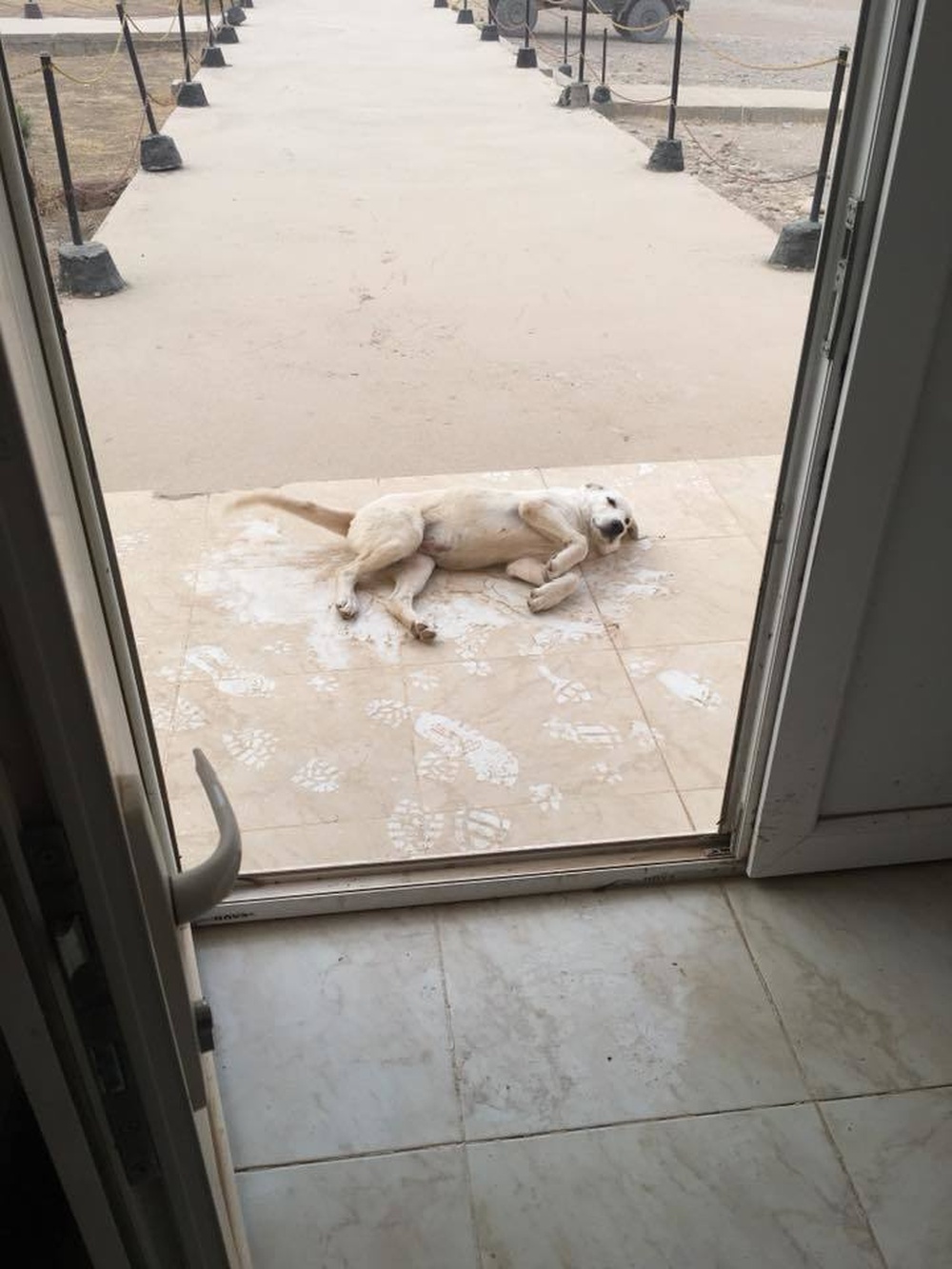 DVIDS - News - Erby of Iraq: Soldier to reunite with stray dog she ...