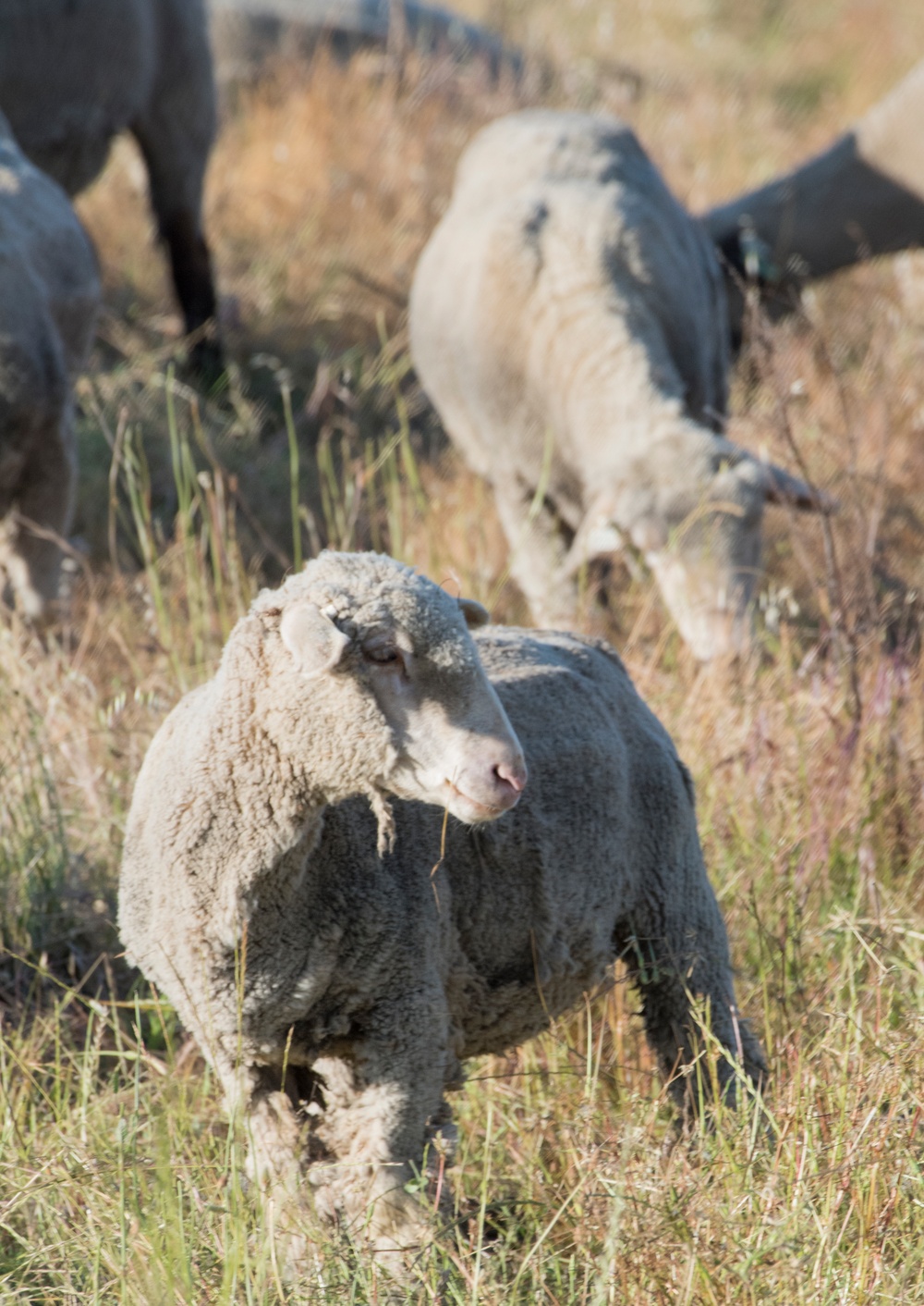 DVIDS - Images - Sheep and Goats Clean Up Travis AFB [Image 7 of 10]