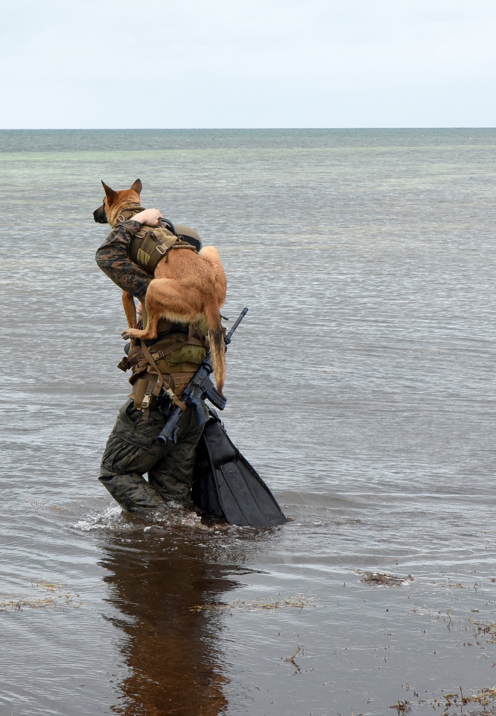DVIDS - Images - Marine Raiders conduct handler training [Image 1 of 5]