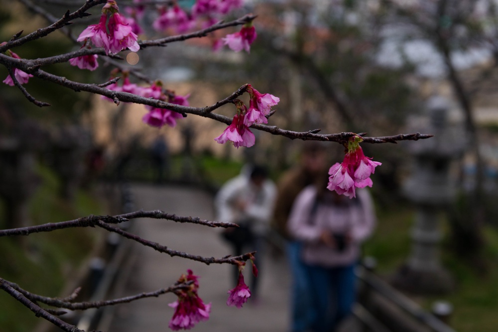 DVIDS - Images - Nago City 50th Annual Cherry Blossom Festival [Image 4 ...