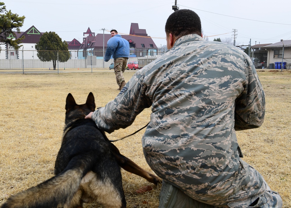 DVIDS - Images - National K9 Veterans Day: Celebrating our furry ...