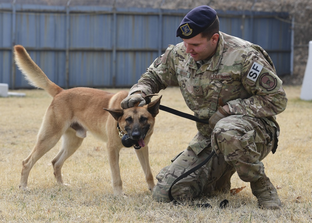 DVIDS - Images - National K9 Veterans Day: Celebrating our furry ...