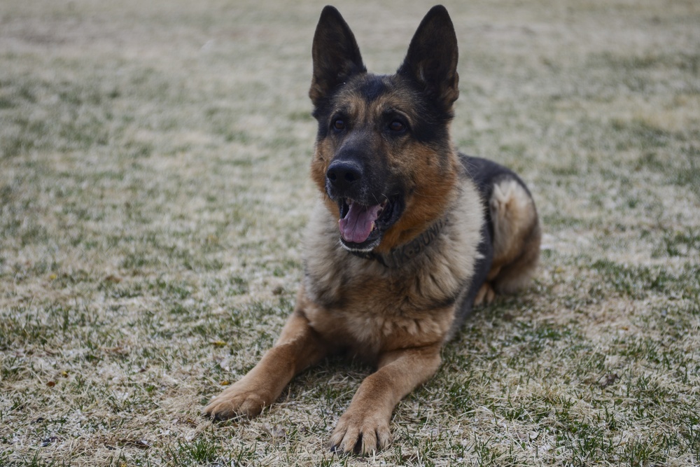 DVIDS - Images - Military Working Dog to retire [Image 3 of 3]
