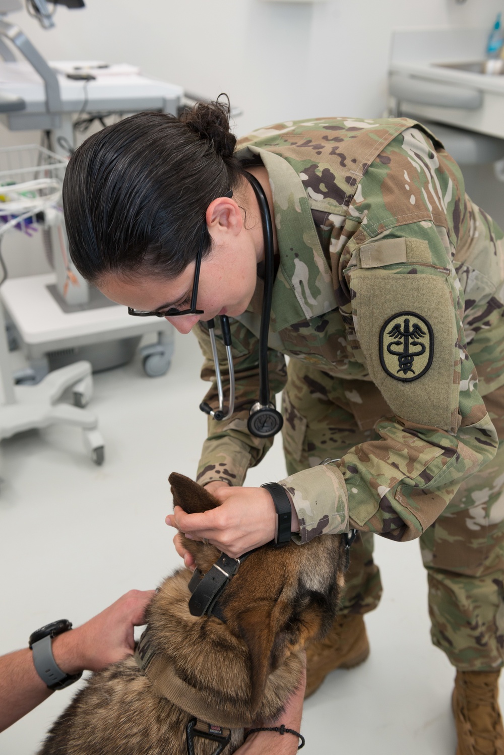 DVIDS - Images - Military Working Dogs Physical Examination [Image 1 of 20]