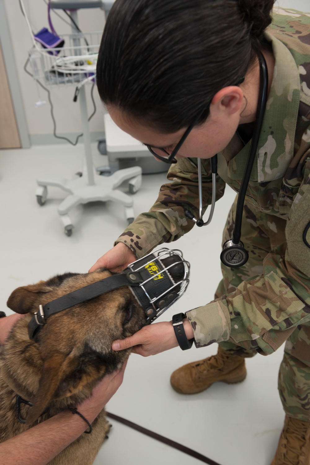DVIDS - Images - Military Working Dogs Physical Examination [Image 2 of 20]