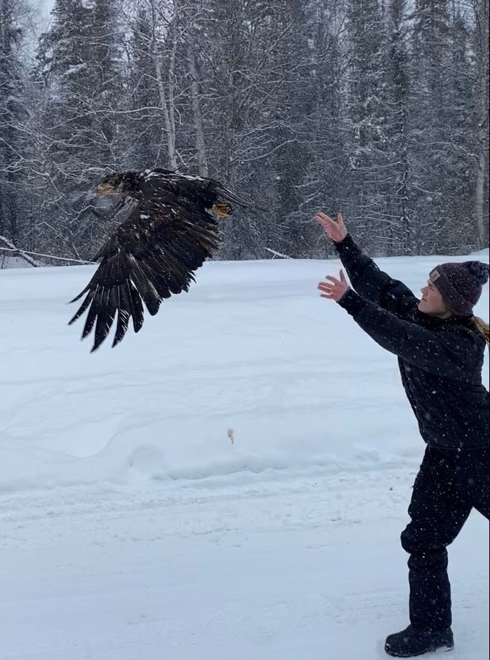 DVIDS - News - JBER Eagle Study