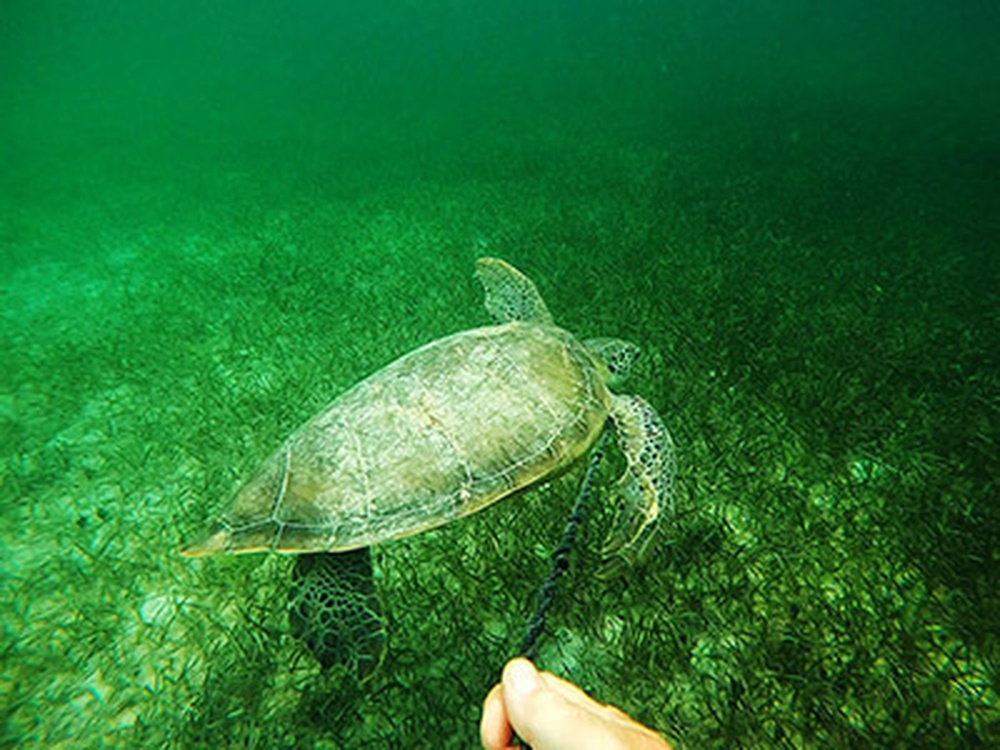 DVIDS - News - AUTEC personnel save green sea turtle entangled by rope ...