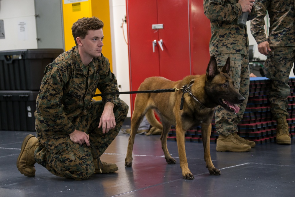 DVIDS - Images - 31st MEU military working dog handlers conduct bite ...