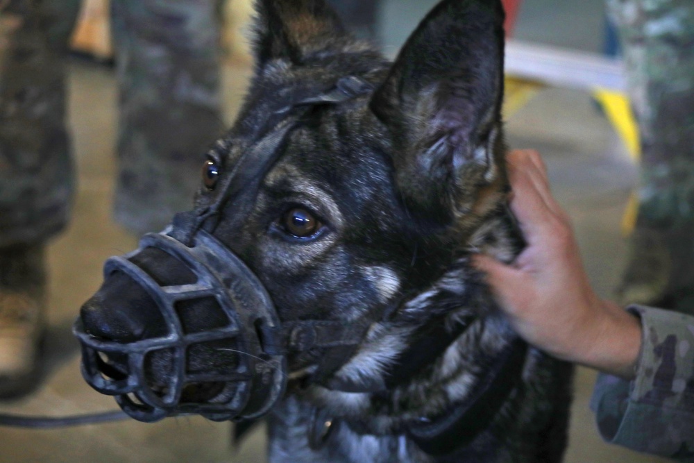 DVIDS - Images - MWD Pay a Visit to AAAB Role 2 Veterinarians [Image 4 ...