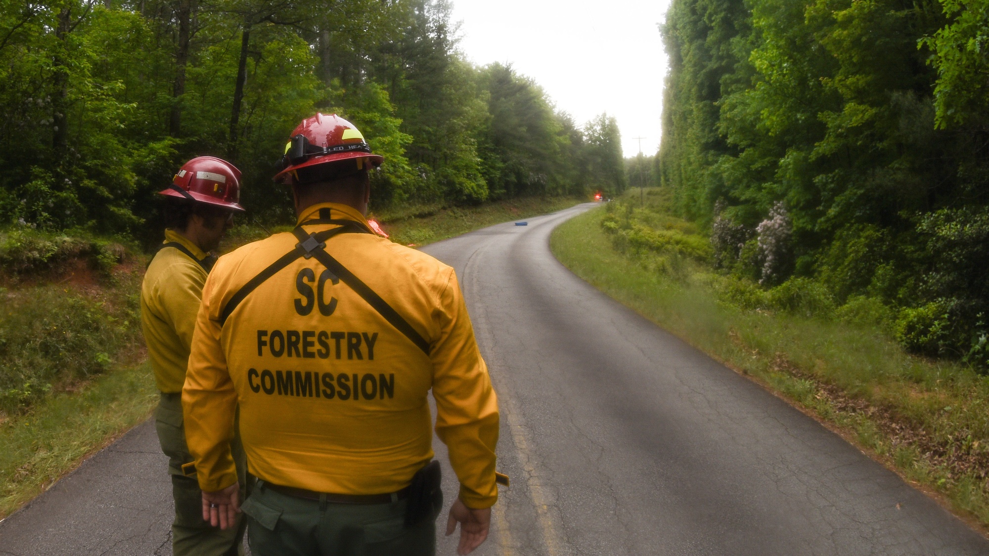 South Carolina Forestry