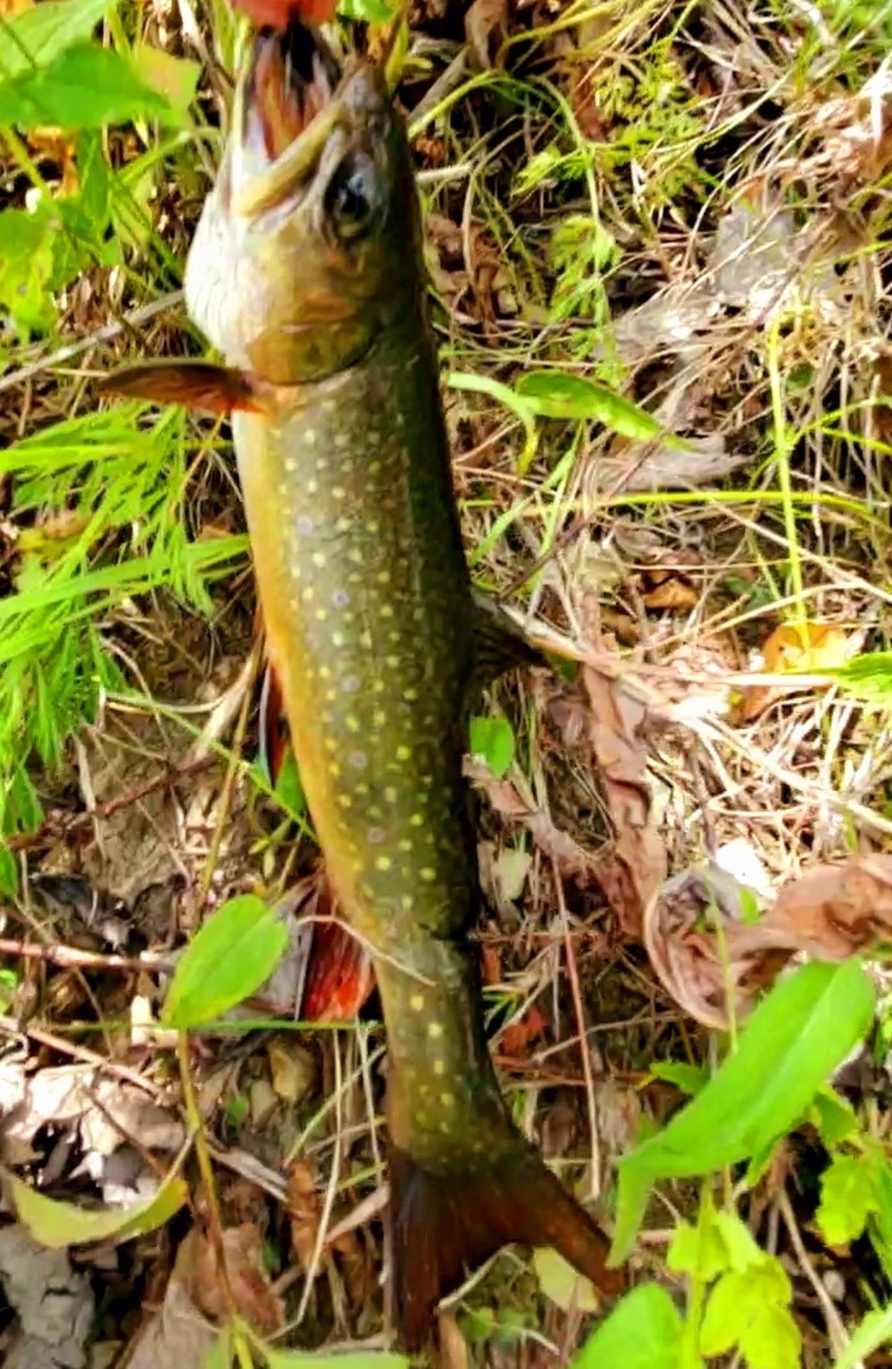 DVIDS - Images - Fort McCoy fish species [Image 2 of 14]