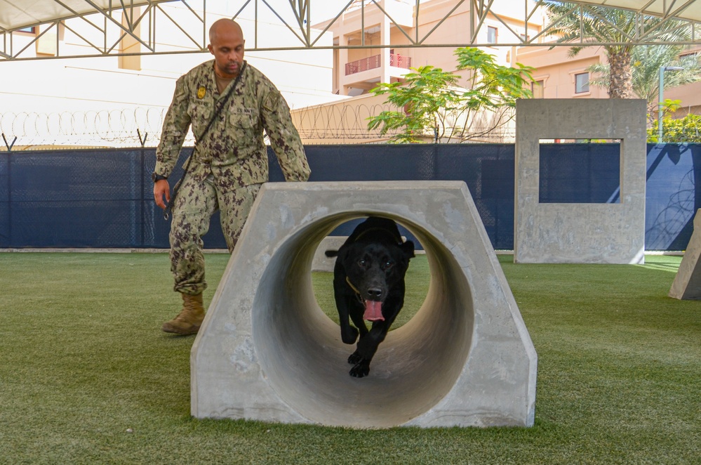 DVIDS - Images - Military Working Dogs [Image 3 of 4]