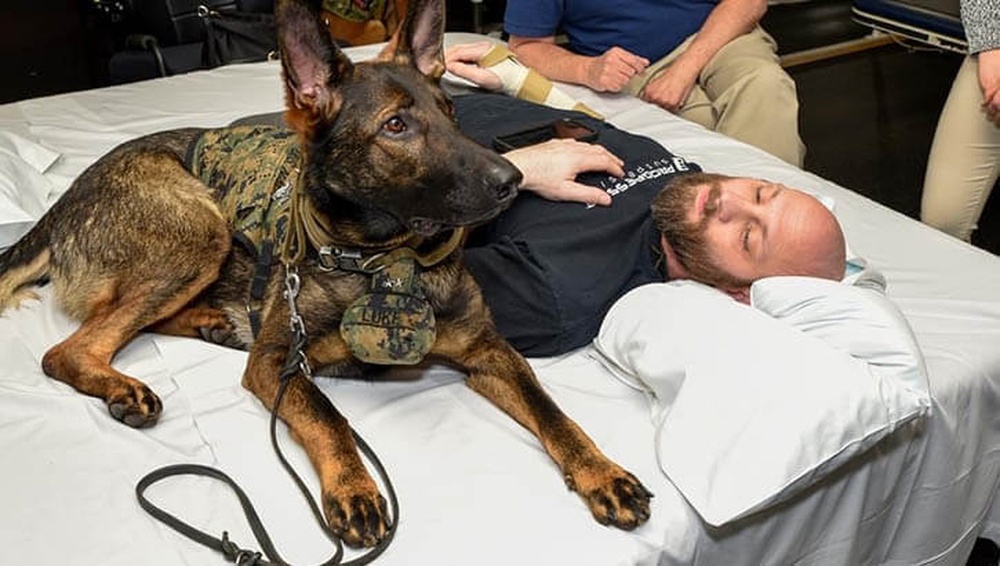 DVIDS - News - Ask a Dog: Inside the Life of a Walter Reed Facility Dog