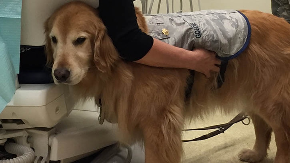DVIDS - News - Could a Therapy Dog Help with Your Dental Anxiety?
