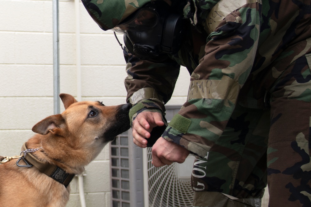 DVIDS - Images - Okinawa veterinarians perform MWD joint readiness ...