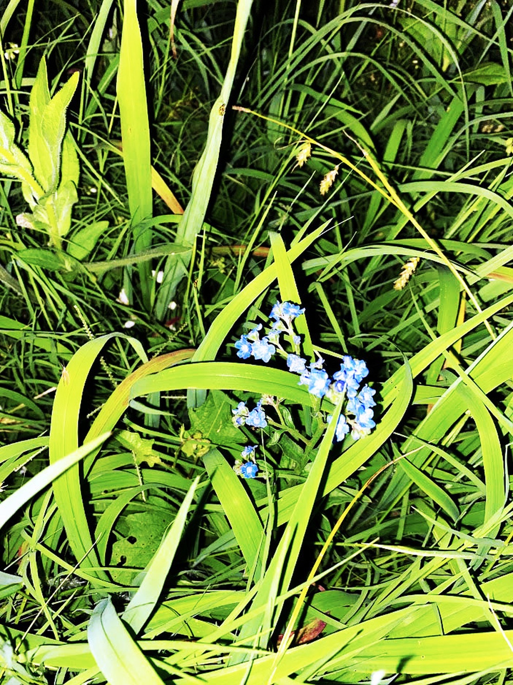 DVIDS - Images - USACE Tulsa District creating sustainable habitat for ...