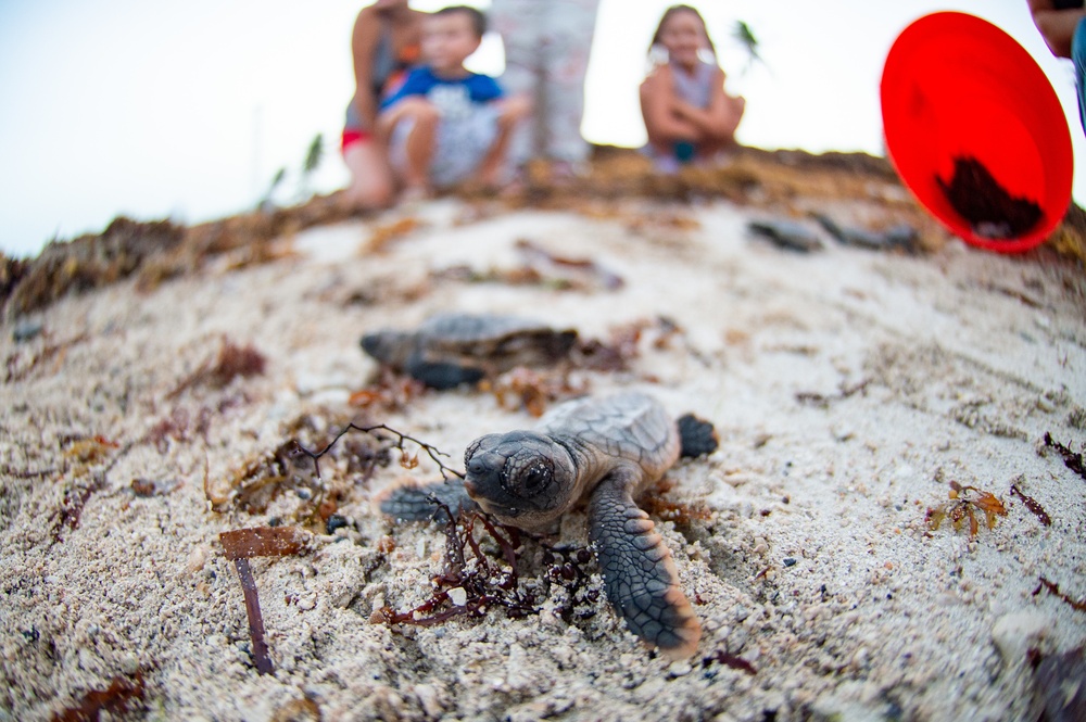 DVIDS - Images - Loggerhead hatchlings in Key West [Image 1 of 4]