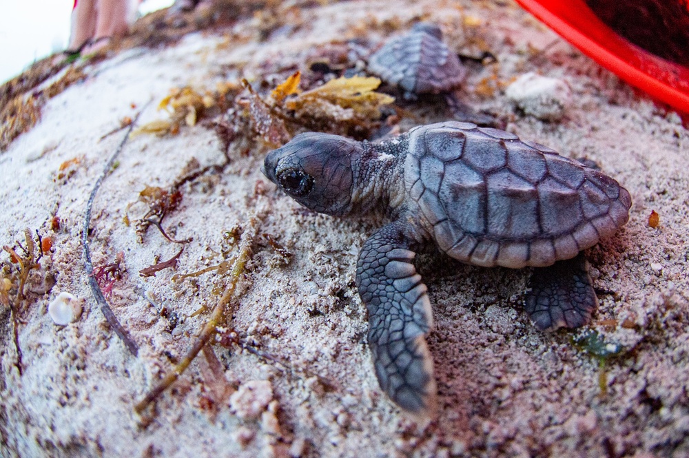 DVIDS - Images - Loggerhead hatchlings in Key West [Image 2 of 4]