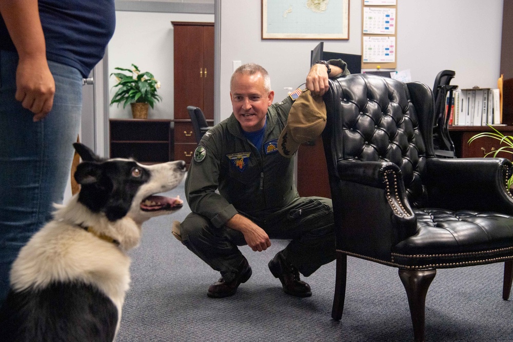 DVIDS - Images - Pacific Missile Range Facility (PMRF) Bird-Hazing Dog ...