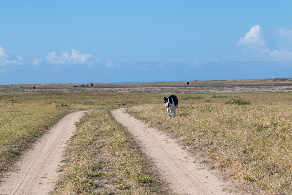 DVIDS - Images - Pacific Missile Range Facility (PMRF) Bird-Hazing Dog ...