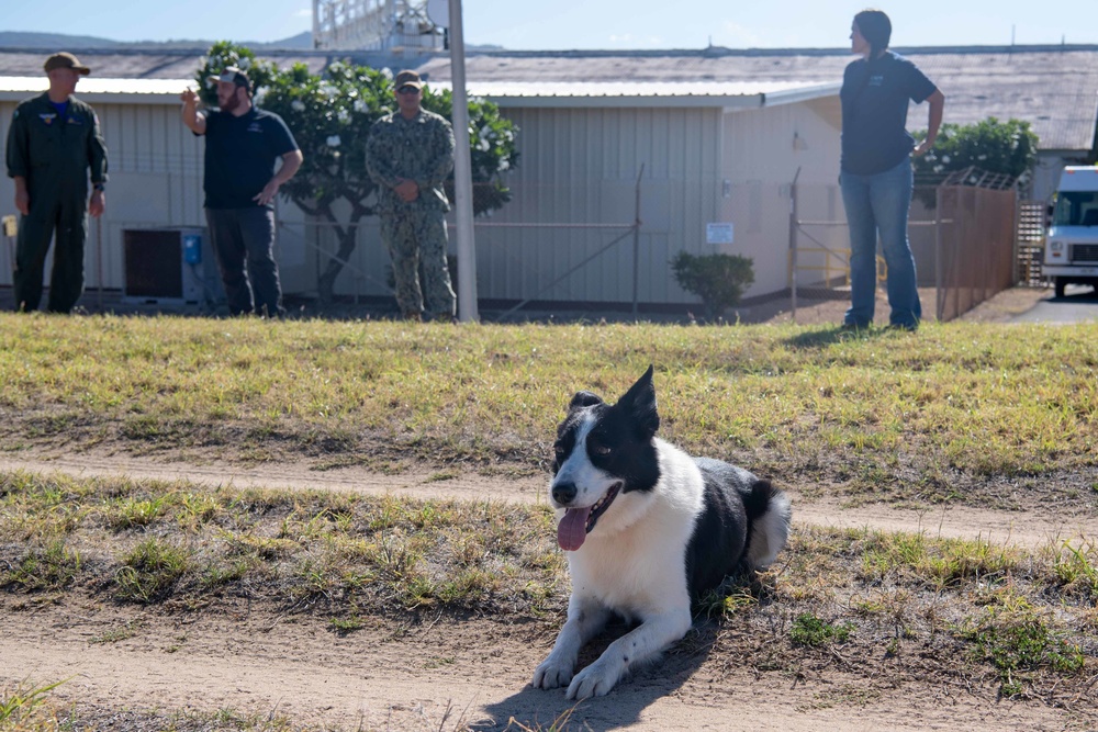 DVIDS - Images - Pacific Missile Range Facility (PMRF) Bird-Hazing Dog ...