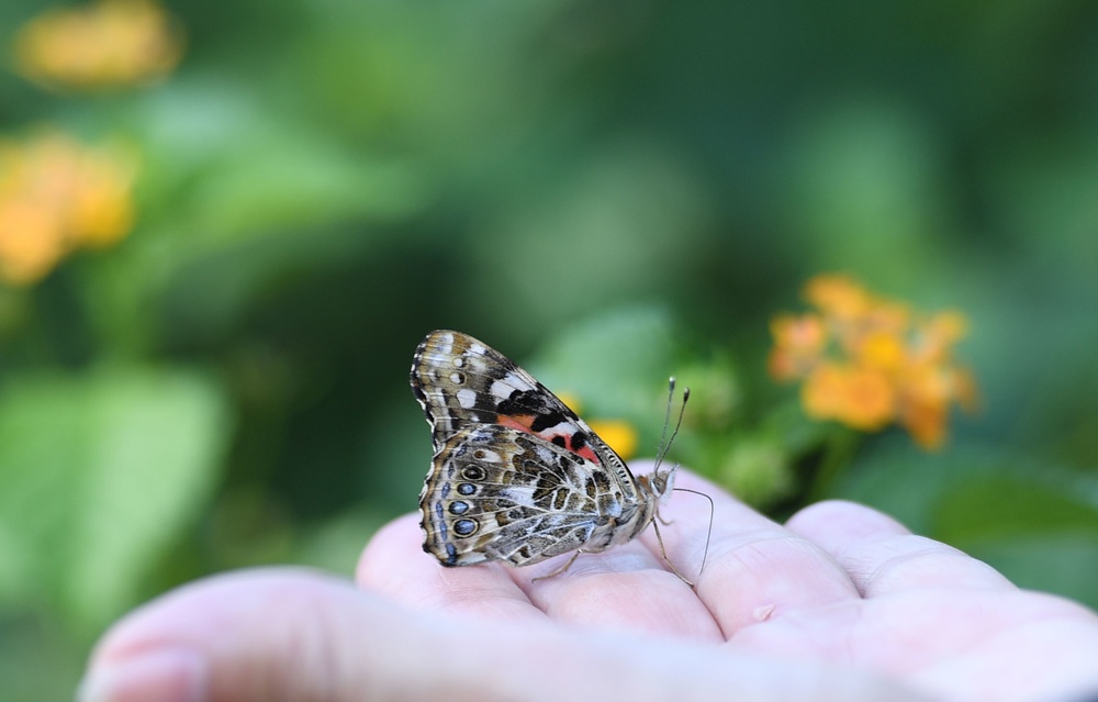 DVIDS - Images - Butterfly release honors fallen service members [Image ...