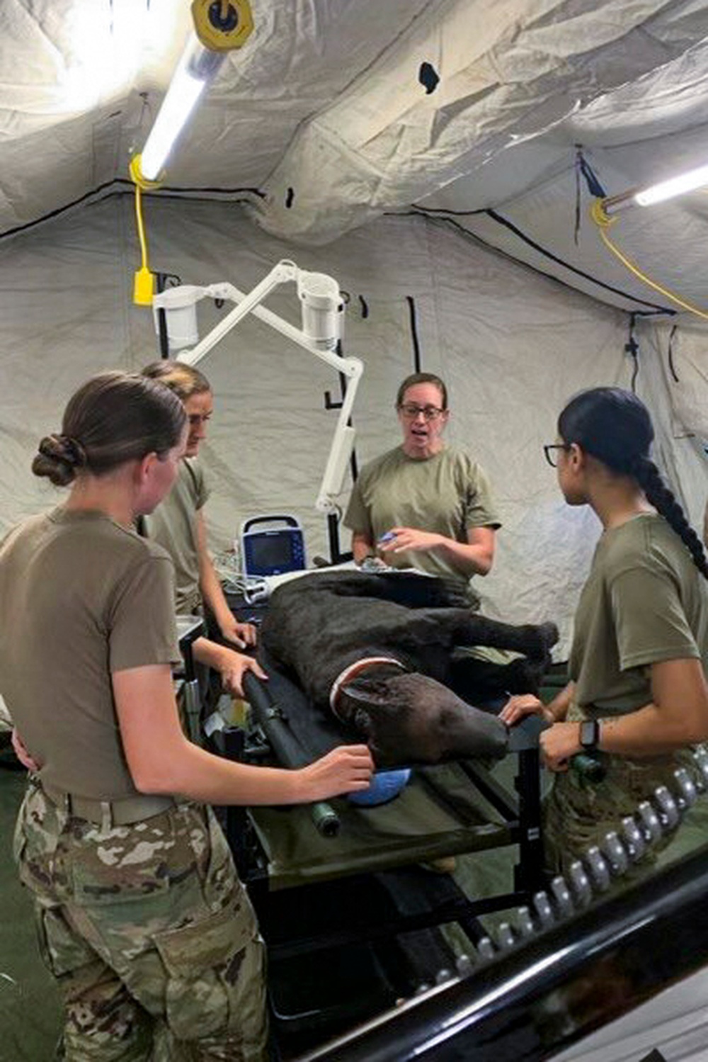 DVIDS - Images - USAMMDA, partners test expeditionary veterinarian lab ...