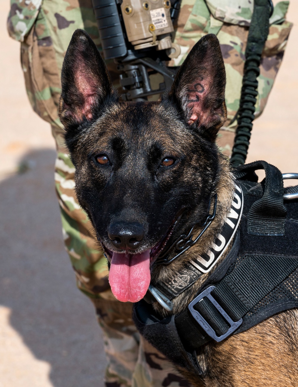 DVIDS - Images - 378th ESFS K9 training at the PSAB firing range [Image ...