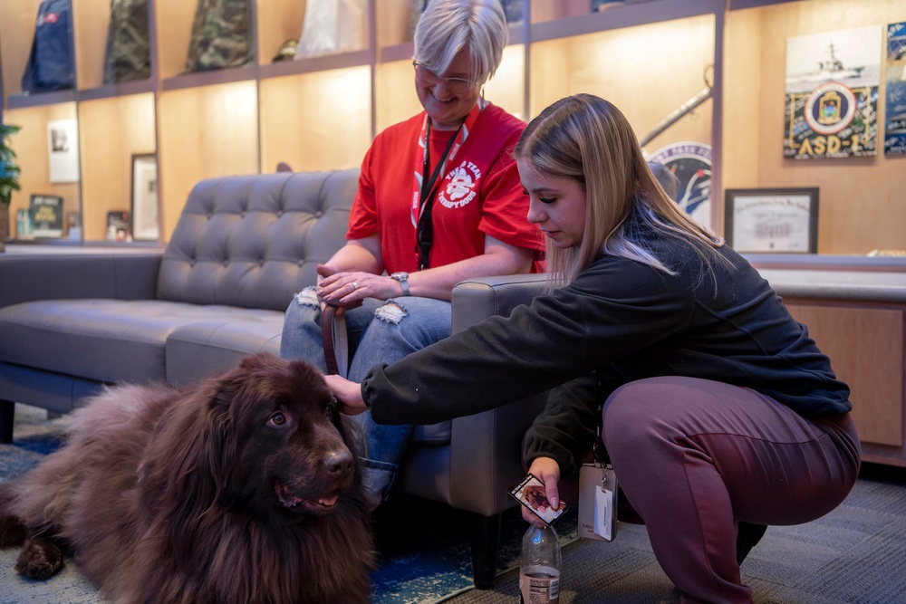 DVIDS - Images - SBD 1 Chaplain's office brings GO TEAM therapy dogs to ...