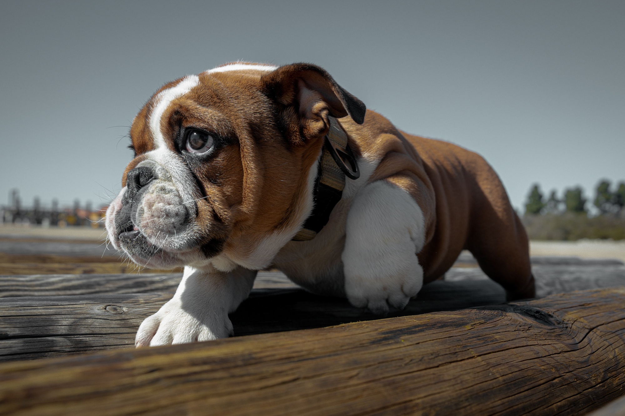 Usmc Bulldog Wallpaper