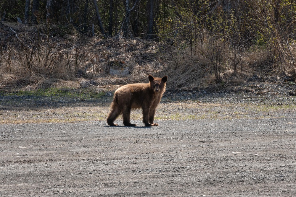 DVIDS - News - Blind Betty: JBER’s resident disabled black bear